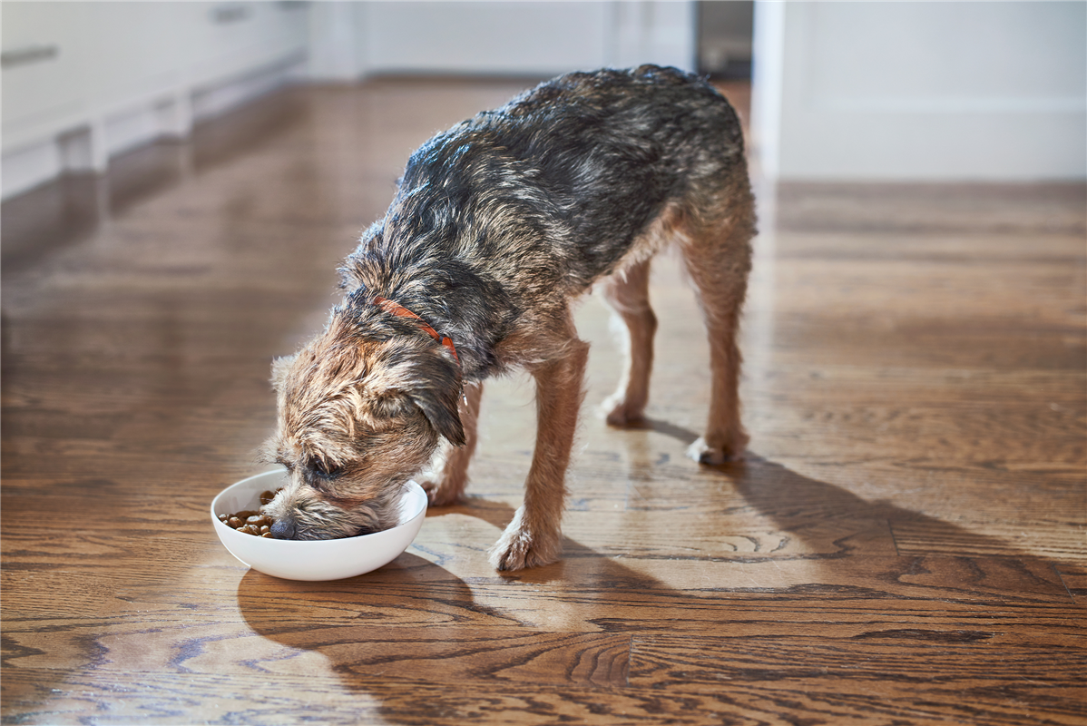 Recognizing Common Signs Of Aging In Your Dog – Mogupets