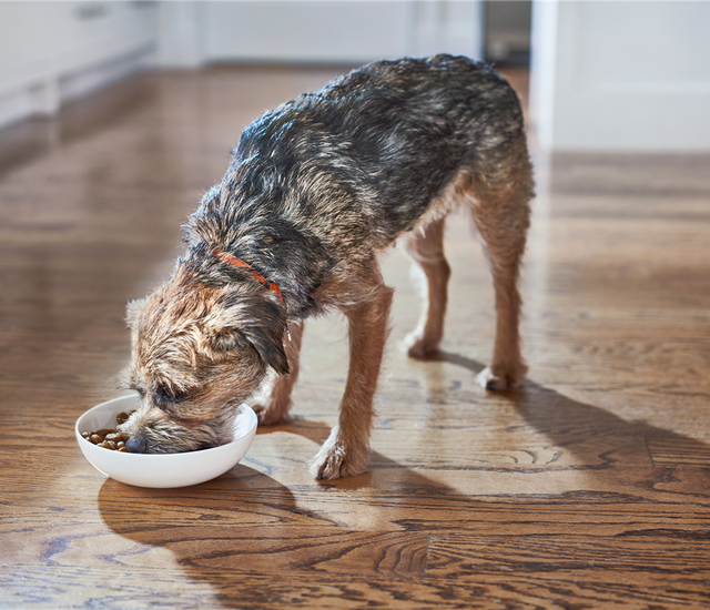 Recognizing Common Signs Of Aging In Your Dog – Mogupets