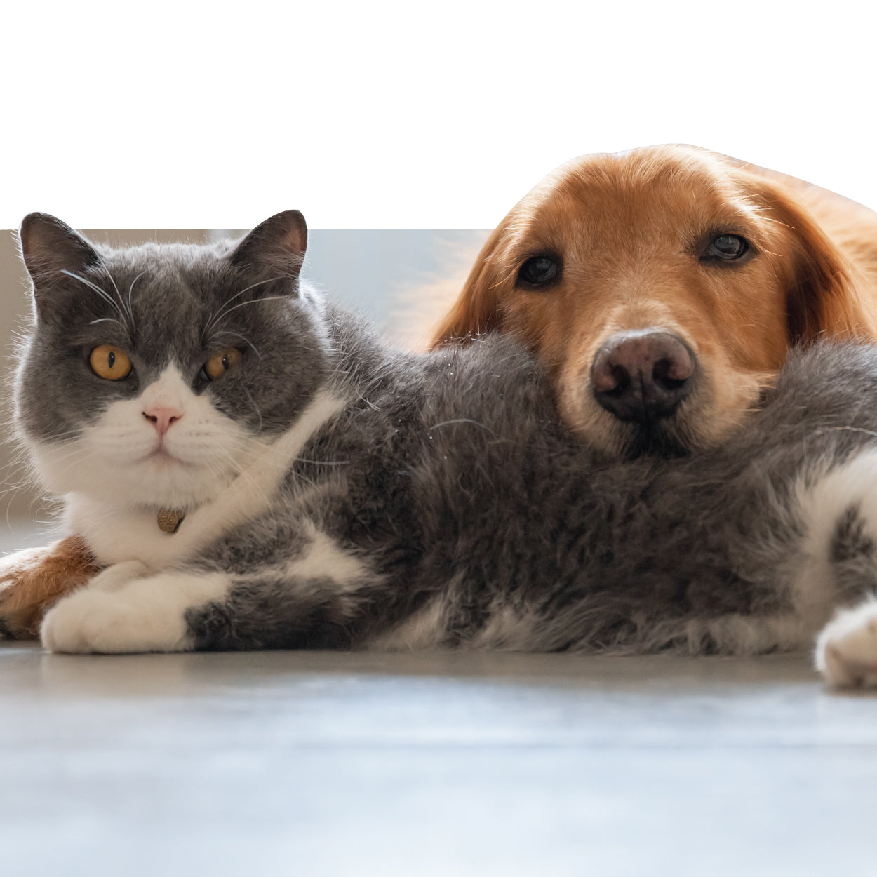 Pamper Your Pet: Lifestyle Essentials and Accessories | Mogupets